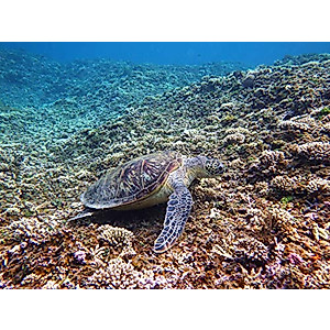 Ricoh WG-70 Orange Waterproof Digital Camera 16MP