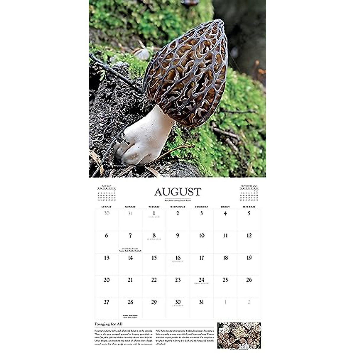 Fantastic Fungi Wall Calendar 2023: For Mycologists, Artists, Foodies, Ecologists, Doctors, and Explorers