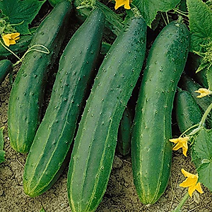 "Straight Eight" Cucumber Seeds for Planting, 150+ Heirloom Seeds Per Packet, (Isla's Garden Seeds), Non GMO Seeds, Botanical Name: Cucumis Sativis, 90% Germination Rate