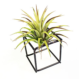 ZOOELAY Small Air Plant Holders Stand Black Airplants Rack Planters Metal Air Fern Plant Display Cage Geometric Tillandsia Pot Containers Gift Idea 6 Pcs