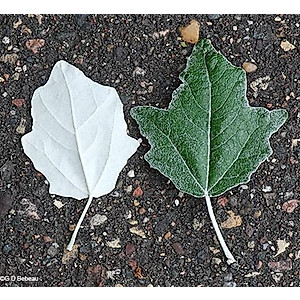White Poplar Seeds for Planting - 30 Seeds - Stunning White Leaf Tree - Fast Growing Tree
