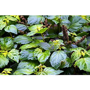 Ladybug Soap Company Aromatherapy Solid Perfume with Essential Oils 0.4 OZ (Patchouli+Jasmine+Tangerine)