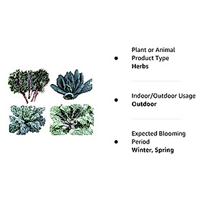 1000+ Kale Mixed Seeds, This is a Mix!!! Dwarf Blue Curled, Lacinato Dinosaur, Siberian Dwarf, Russian Red, Heirloom Non-GMO USA Grown