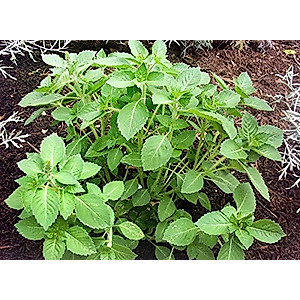 100+ Indian Rama Tulsi Holy Sacred Basil Seeds Green Leaf Heirloom Non-GMO Tulasi Herb Grows Big Fragrant Grown in USA