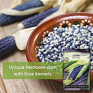 Sow Right Seeds - Blue Hopi Corn Seed for Planting - Non-GMO Heirloom Packet with Instructions to Plant and Grow an Outdoor Home Vegetable Garden - Great for Blue Corn Flour Cooking (1)