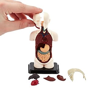 Human Anatomy Model | 32 Piece Human Body Puzzle | Perfect for Anatomy Study | Build Your Own Anatomy Museum | Torso Anatomy Model for Learning | Great Gift for Nurse, Dentist, Medical Students