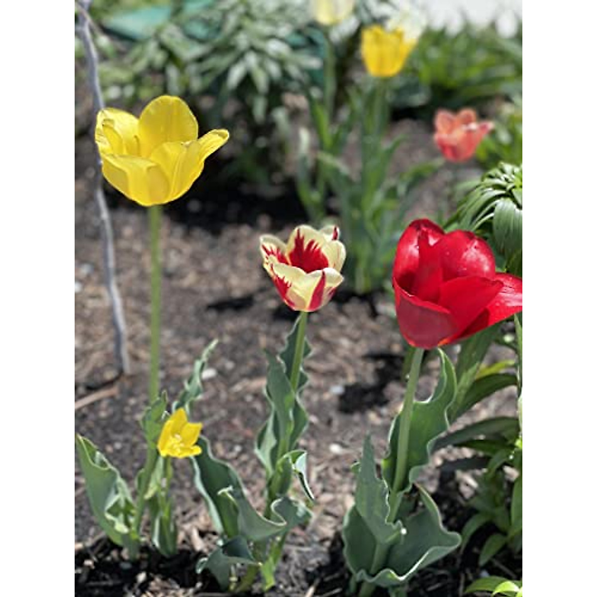 Tulip Bulbs - Landscaper Mix - 100 Bulbs, Mixed, Container Garden, Cut Flower Garden, Deer Resistant, Easy to Grow Maintain, Fragrant