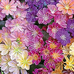 Outsidepride Lewisia Rainbow Garden Flower Mix Great for Pots, Containers, Baskets, Patios - 100 Seeds