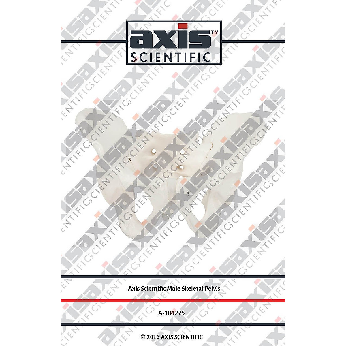 Axis Scientific Male Pelvis Model, Life Size Pelvic Human Anatomy Features Hip, Sacrum, and Coccyx, Includes Detailed Manual