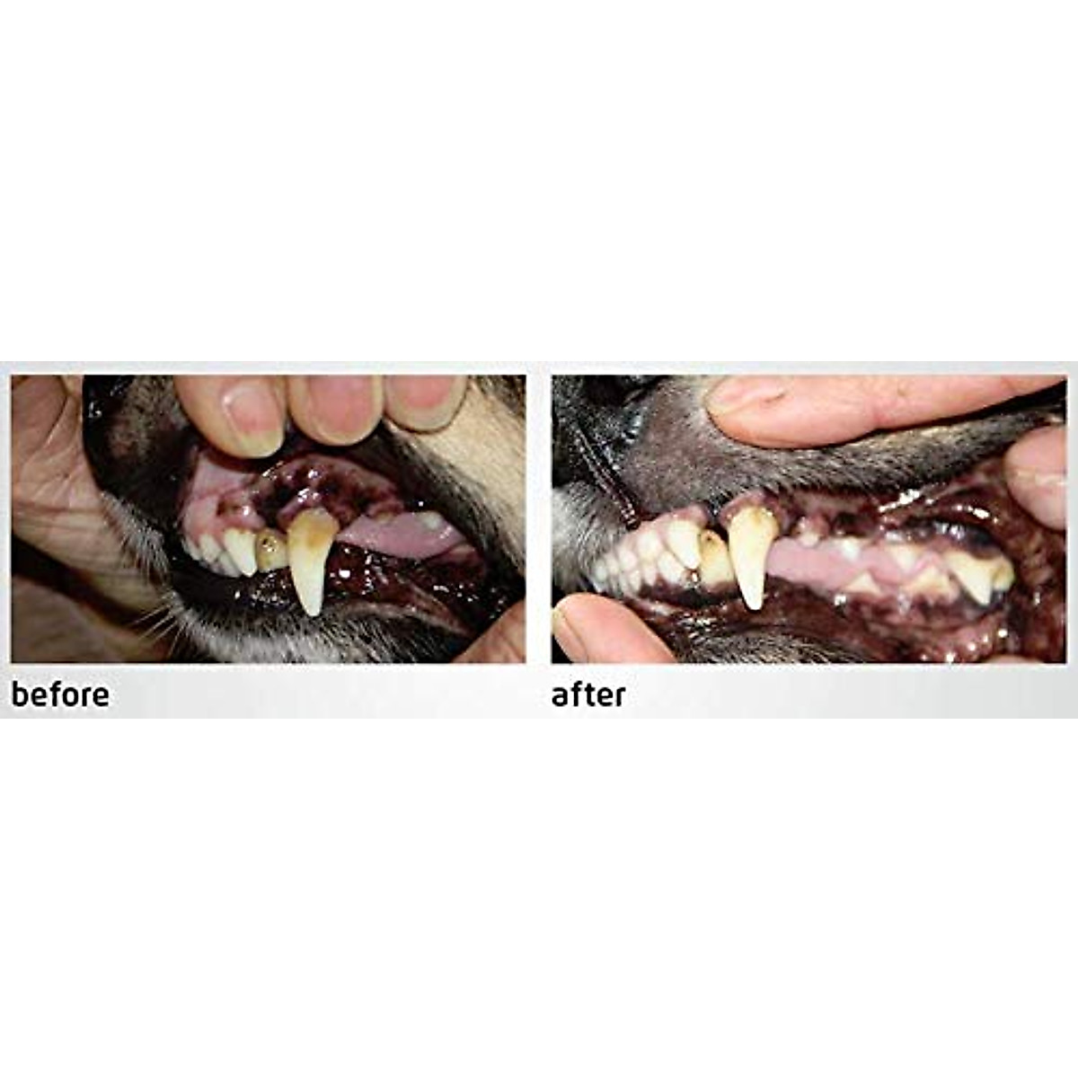 Emmi-pet Ultrasound Bristle-Head Attachments to Clean Pets' Teeth and Gums (Large Head Size, Set of 2)