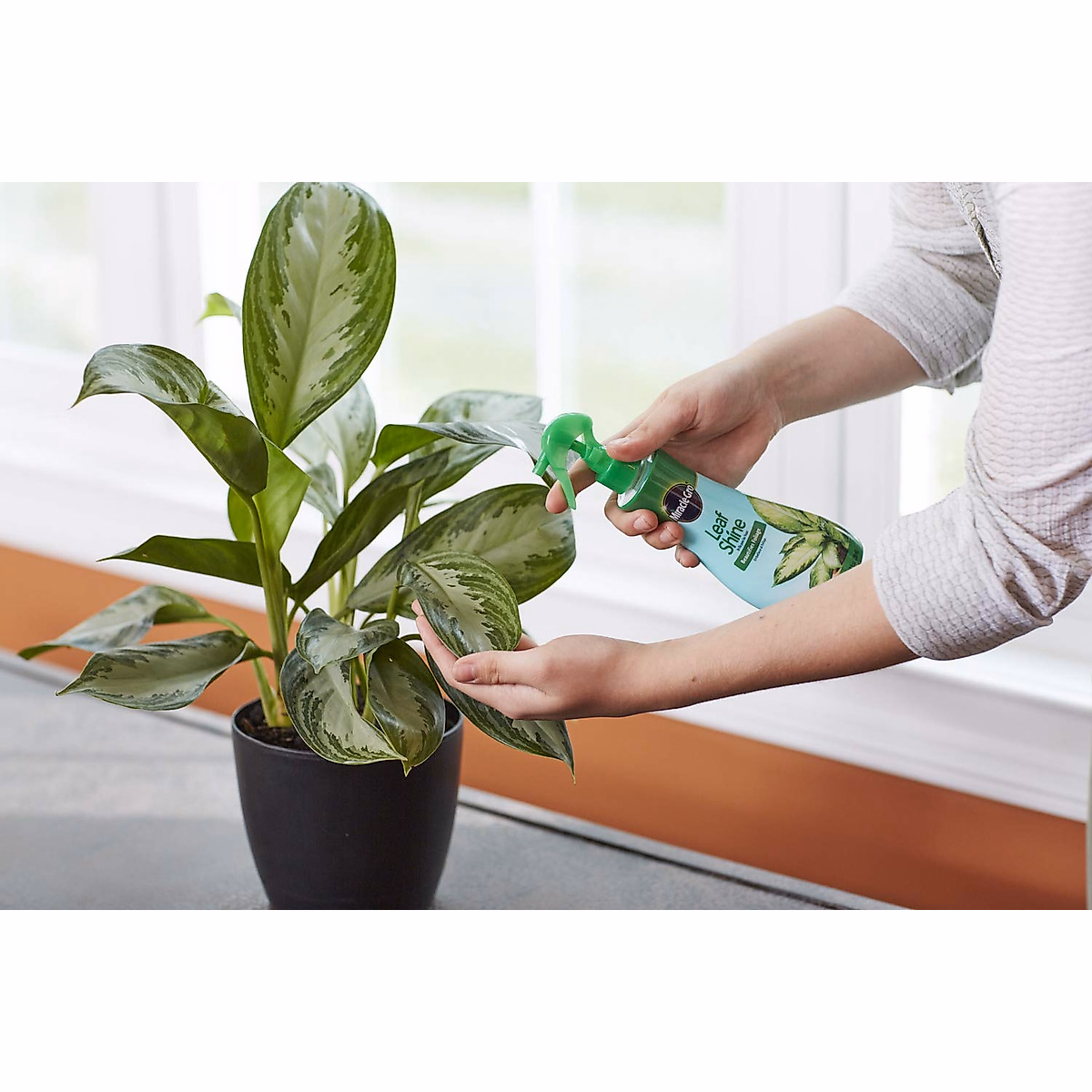 Miracle-Gro Leaf Shine, 8 oz., 2-Pack