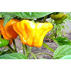 30+ Scotch Bonnet Jamaican Hot Yellow Pepper Seeds Heirloom Non-GMO Ship from USA