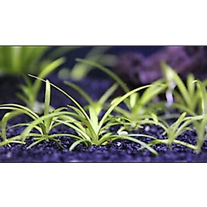 Marcus Fish Tanks - 10x Dwarf Sagittaria Subulata Live Aquarium Plant Dwarf Sag Freshwater Aquatic Carpeting Plant BUY2GET1FREE