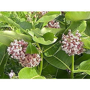 Waveliker Milkweed Seeds 300 Pcs Rare Asclepias Butterfly Monarch Milkweed Flower Seeds Plant Leaves Common Native Mix Colors