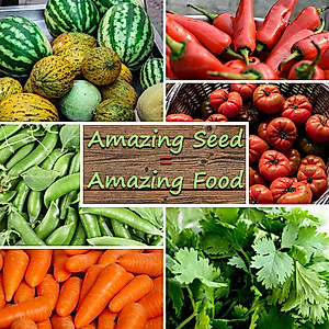 Henderson Lima Bean Seeds - 1 Lb ~1,280 Seeds - Non-GMO, Heirloom - Vegetable Garden Seeds - Also Called: Butter, Chad, Pallar Beans