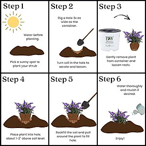 2 Gal. Pugster Ameythst Buddleia Shrub