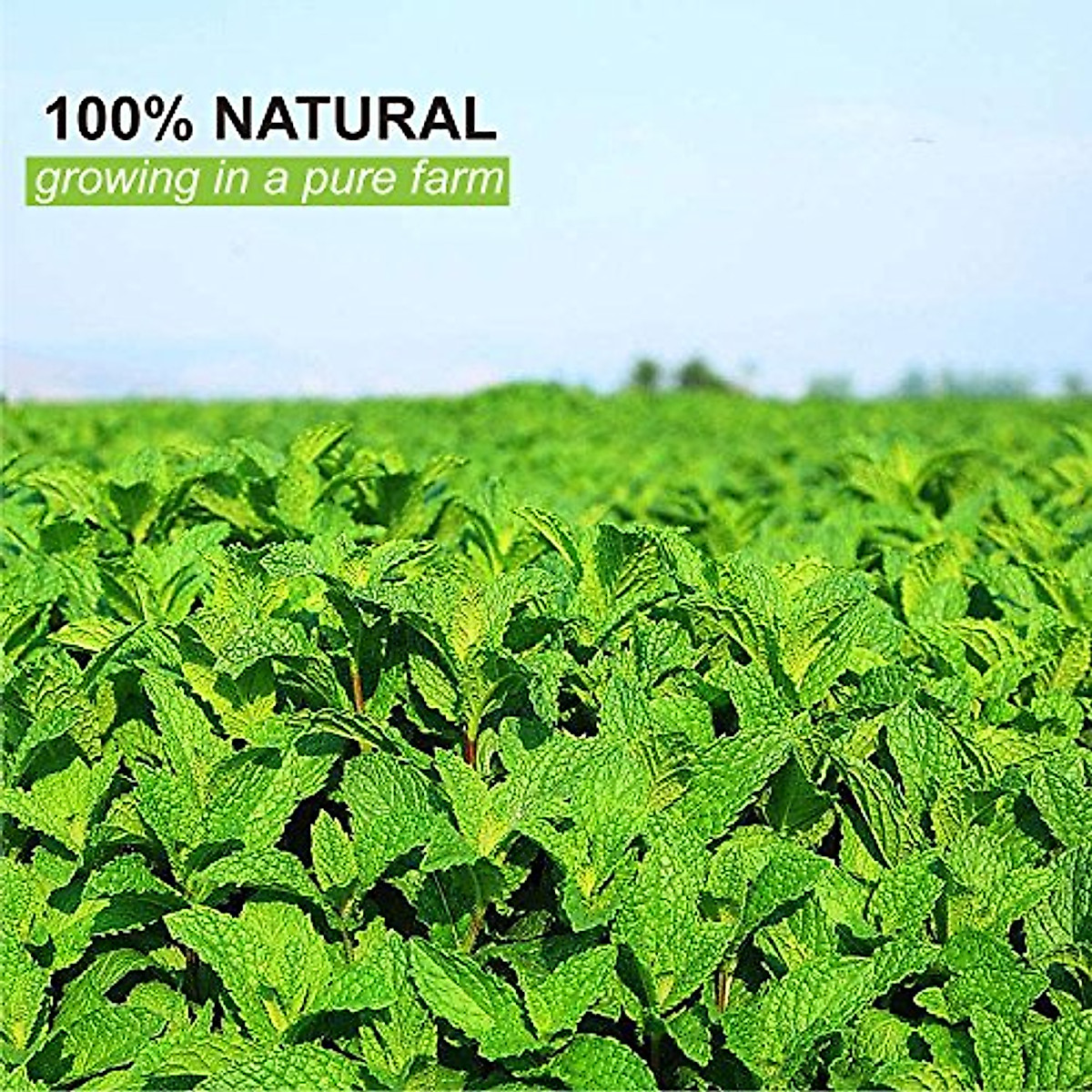 MR-BABULA Premium Natural Catnip, Selected Fresh Catnip Leaves & Bud (3OZ)