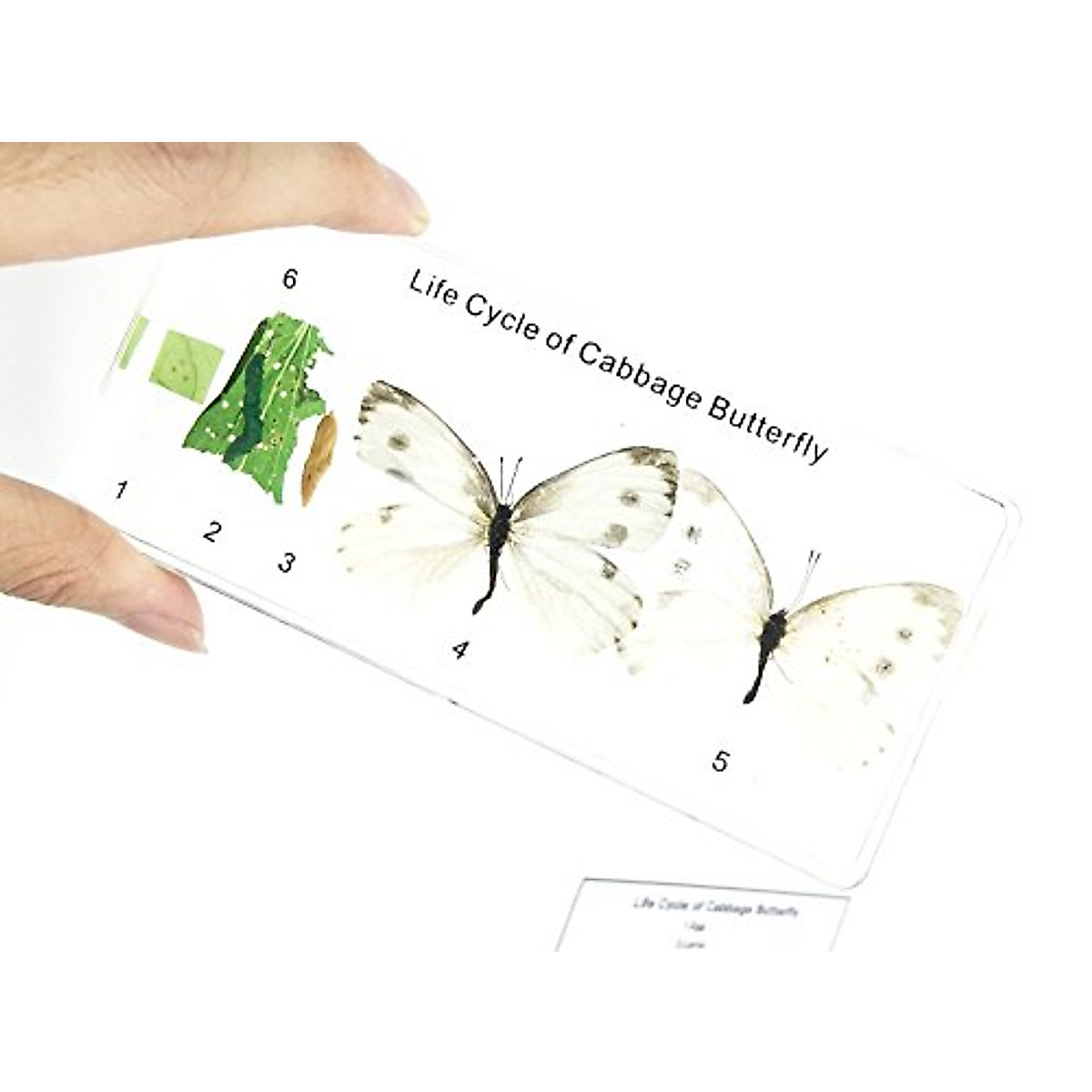 Lifecycle of a Cabbage Butterfly Paperweight Science Classroom Specimens for Science Education