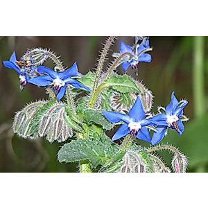 200+ Borage Seeds- Heirloom Herb Variety- by Ohio Heirloom Seeds