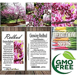 Big Pack - (500) Eastern Redbud Tree Seeds - Cercis Canadensis - Gorgeous Purplish-Pink Blossoms - Very Cold Hardy Zones 4-9 - Big Pack Seeds by MySeeds.Co (Big Pack - Eastern Redbud)