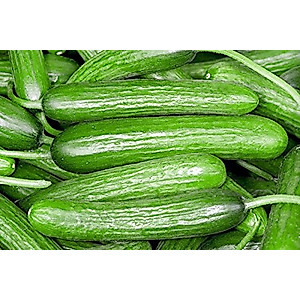 30+ Persian Beit Alpha (A.k.a. Lebanese) Cucumber Seeds Heirloom NON-GMO Crispy Fragrant From USA
