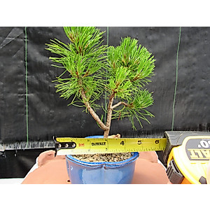 Mugo Pine Bonsai Tree - Small