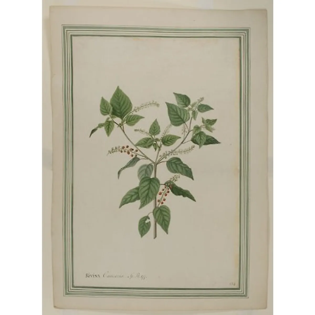 Rivina canescens (Rivina humulus, Rouge Plant)