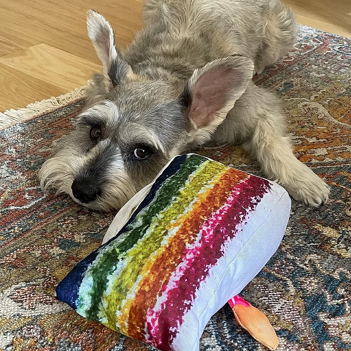 Doggijuana | Refillable Catnip Dog Toy | Naturally Calming | Catnip Grown in The USA (Cake)
