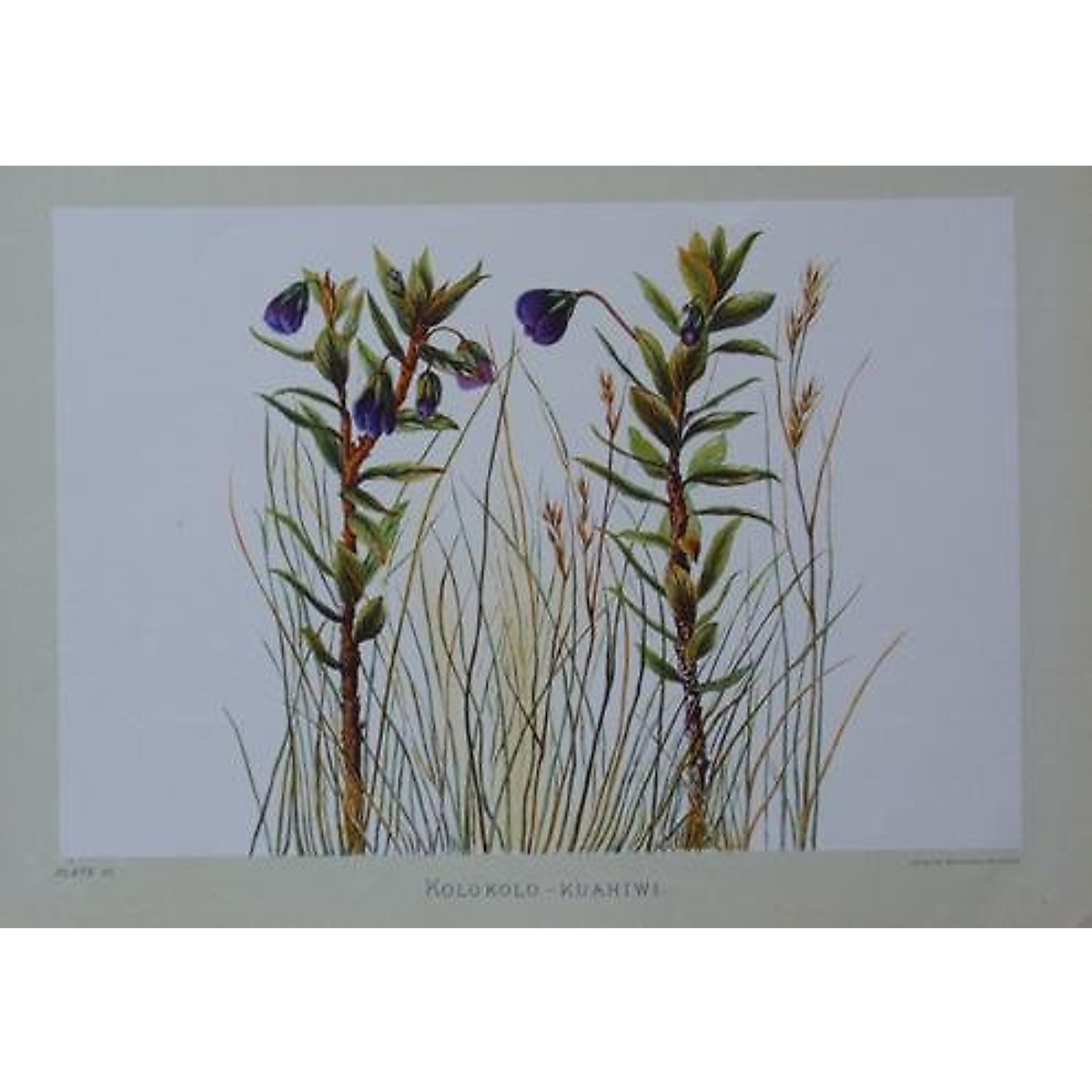 Pl. 27 Kolokolo-Kuahiwi