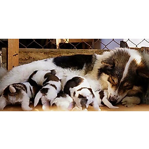 PROFERRIC 100 CC. Tonic Liquid Best Pet Booster Blood Support for Dogs Puppies Iron & Multi Vitamins Supplement Fast Increasing Animal Immunity Energy & Power, Folic B6 B12 Promotes Red Blood Cell