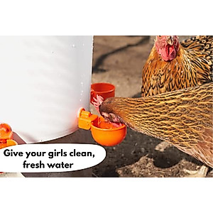 Roosty's® Chicken Waterer Cups x6 - Chicken Water Feeder Kit, Make Large Chicken Waterer 5 Gallon DIY Chicken Supplies, Chicken Water Cups, Duck Quail Waterer - Bebederos Para Gallinas,Poultry Waterer