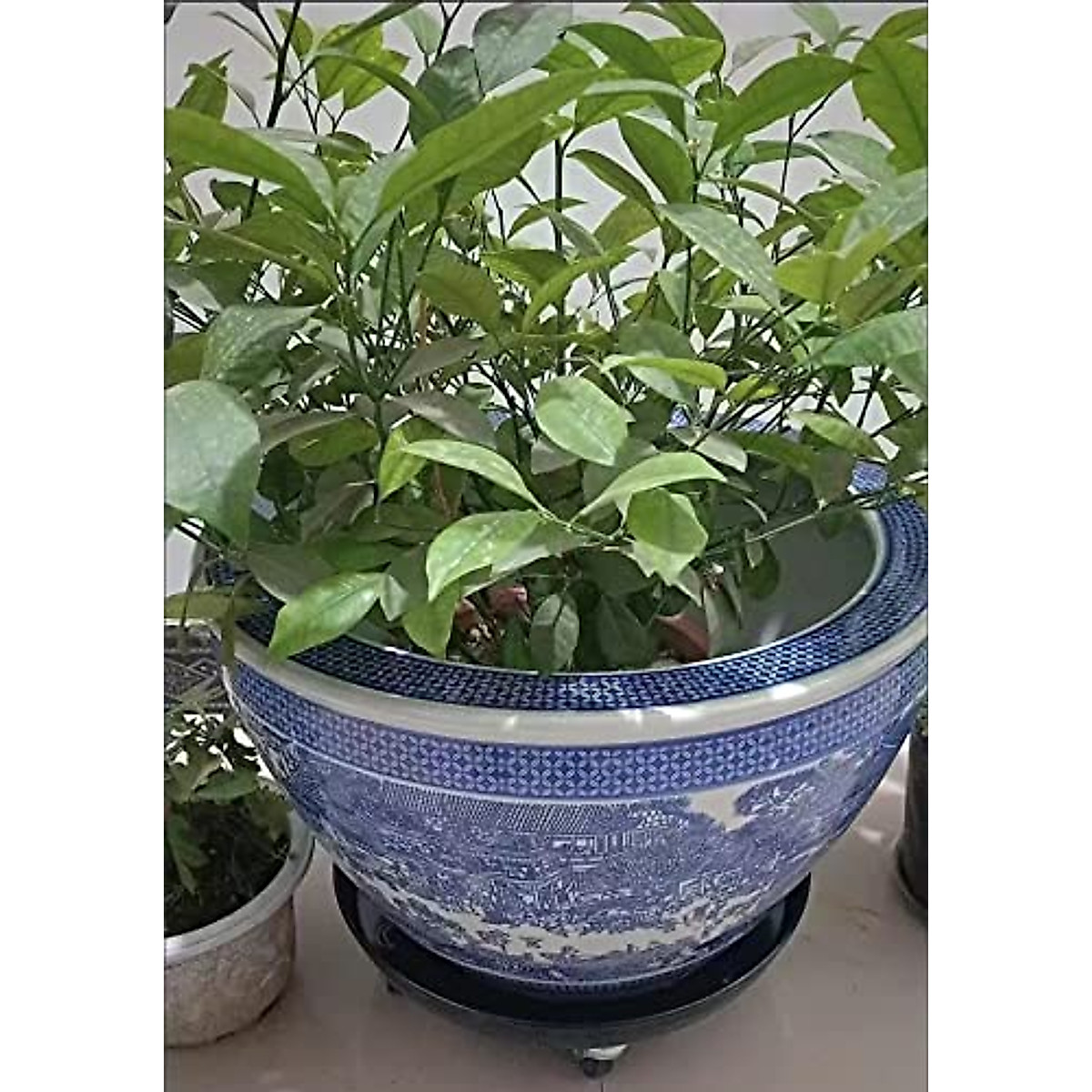 SKAFORZ Plant Caddy 18 Inches,Black Heavy Duty Metal Plant Stand with Lockable Wheels, Support 800 Lbs(8 Wheels) Plants Indoor Outdoor Flowerpot Tray on Casters to Carry Potted Flower Pot