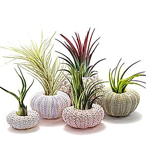5 Pack Mini Sea Urchin Shell Air Plant Holders- 5 Styles Decorative Hanging Air Plant Pot Cute Tillandsia Succulent Display Container with Ropes for Home Garden Beach Theme Party Decors (No Plants)