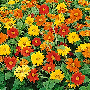 Outsidepride Orange Tithonia Mexican Sunflower Garden Cut Flowers & Climbing, Vining Plant Mix - 500 Seeds