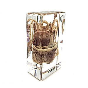 Squid Cuttlefish Specimen in Acrylic Block Paperweights Science Classroom Specimens for Science Education（2.9x1.6x1 inch）
