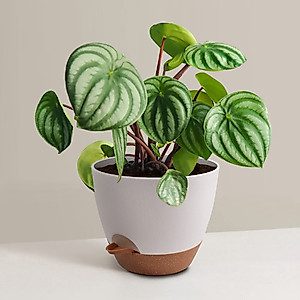 Giraffe Creation 9 inch Plant Pots 2-Pack, Self Watering Flower Pots Indoor Outdoor, Planters with Drainage Hole Saucer Reservoir, White Brown