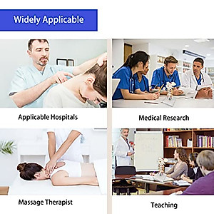 Veipho Cervical Spine Model with Nerves, Life Size Cervical Vertebral Spine Spinal Nerves Anatomical Model with Stand, Cervical Spinal Column Model for Patient Science Education