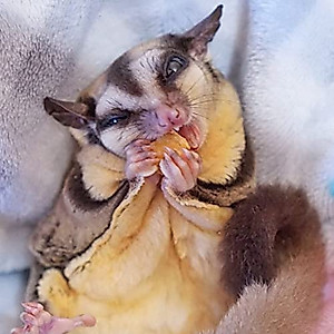 Papaya Treat 8 oz. - Healthy Natural Dried Fruit Treat - Sugar Gliders, Rats, Chinchillas, Ferrets, Parrots, Hamsters, Squirrels, Hedgehogs, Guinea Pigs, Rabbits, Prairie Dogs, Marmosets, Small Pets