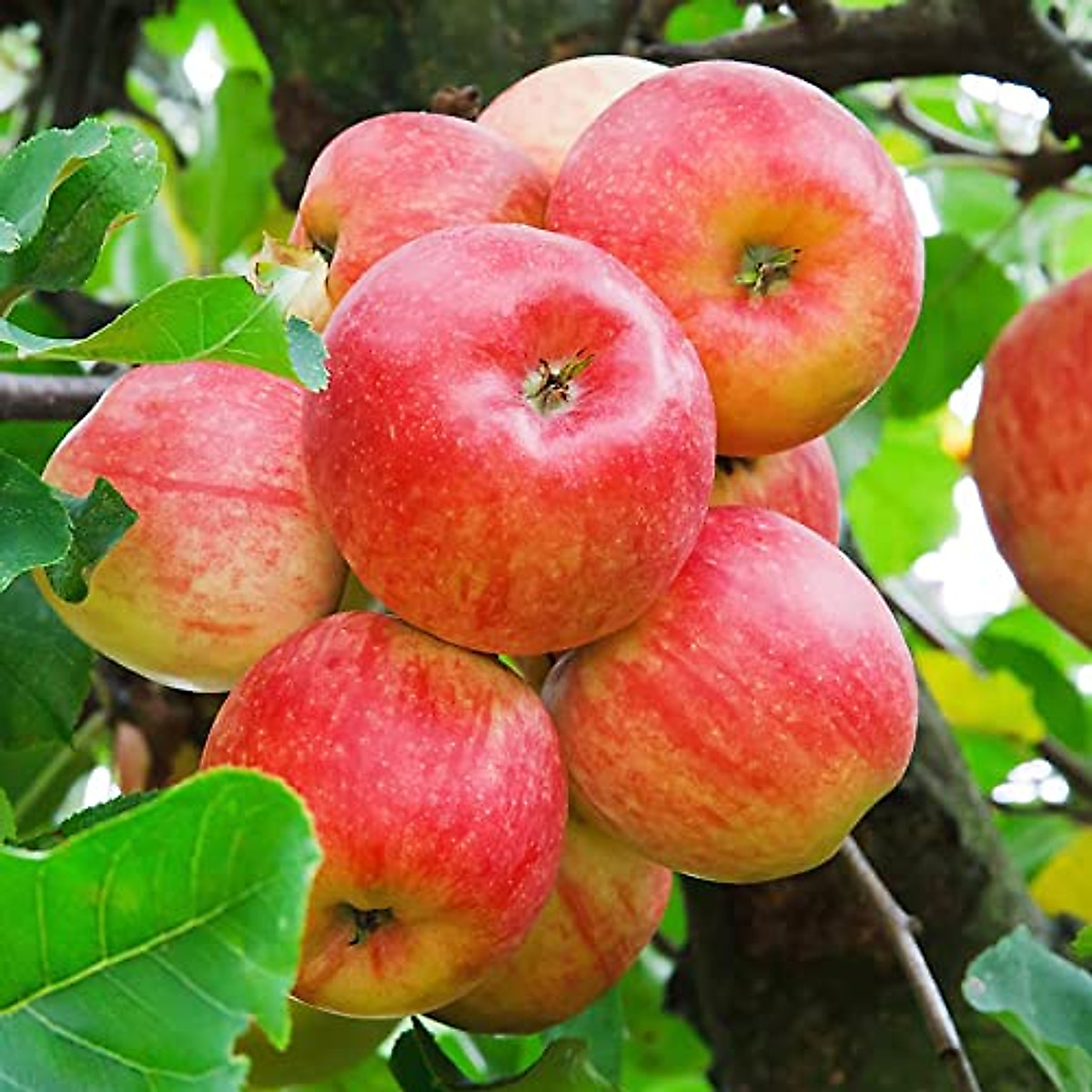 YEGAOL Garden 20Pcs Fuji Apple Seeds Fragrant Showy Fruit & Berries Attract Birds Butterflies & Hummingbirds Fruit Seeds Cottage Garden Plant
