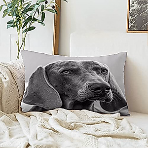 Decorative Throw Lumbar Pillow Covers Velvet Themes Weimaraner Dog No Animals Pets Wildlife Black White Away One Canine Copy Space Plain Studio Cushion Cover for Sofa Couch Living Room Bed 12x20 Inch