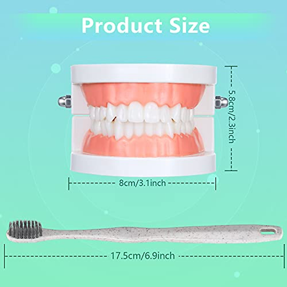 2 Pcs Standard Teeth Model Denture Model Teeth Teaching Model Adult Standard Demonstration Teeth Model with Toothbrush for Kids Teaching Supplies
