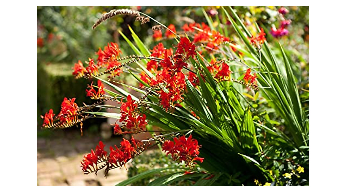 Buy 10 Red Crocosmia Lucifer Bulb Corms for Gardens & Pots