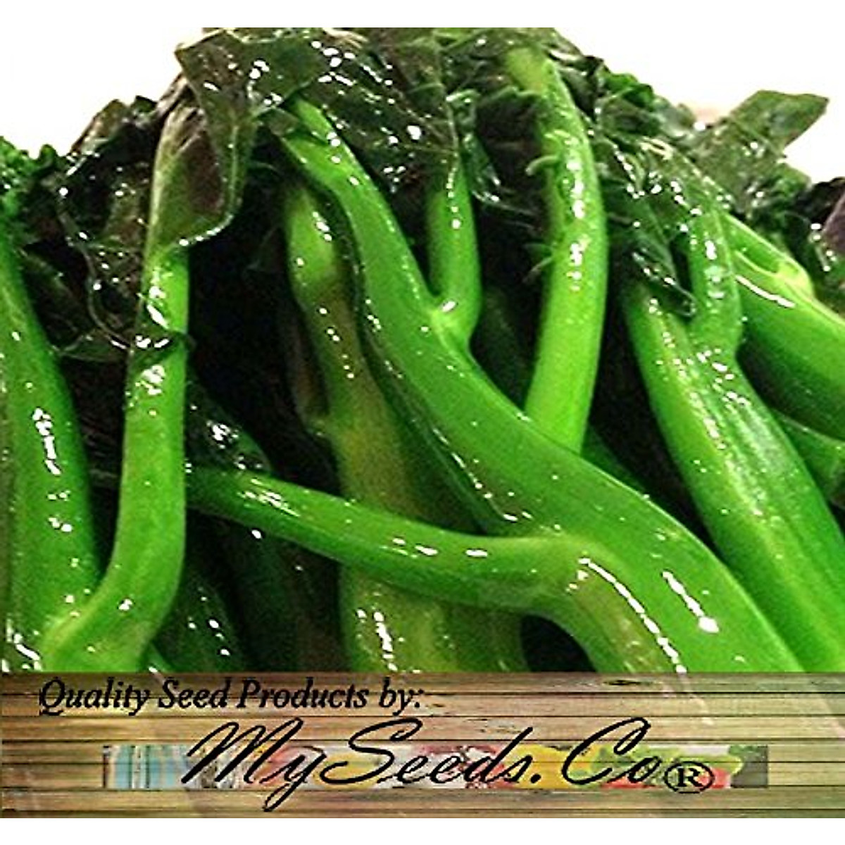 Big Pack - (1,500) Chinese Broccoli, Kailan GAI LAN Seeds - Used in Cantonese Cuisine - Non-GMO Seeds by MySeeds.Co (Big Pack - Kai LAN)