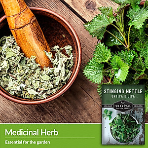 Stinging Nettle Seed for Planting - 1 Packet with Instructions to Plant and Grow Medicinal Herb Common Stinging Nettle in Your Home Herb Garden - Non-GMO Heirloom Variety - Survival Garden Seeds