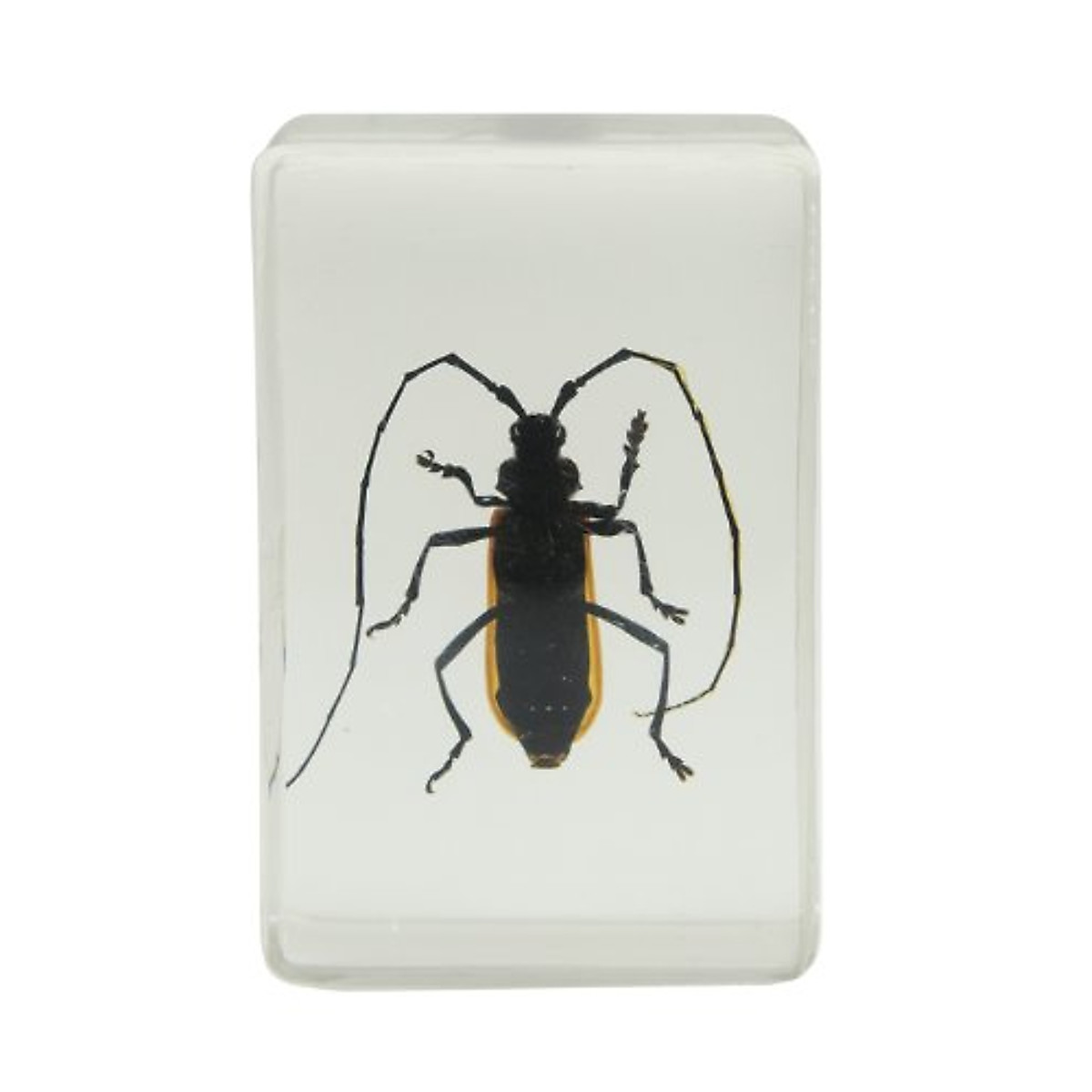 Celestron 44407 3D Bug Specimen Kit #1 (Black, Brown, Yellow)