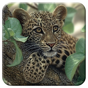 3D LiveLife Cork Coaster - Tree Hugger from Deluxebase. Lenticular 3D Cork Leopard Cub Coaster. Non-slip drink Coaster with original artwork licensed from renowned artist, Collin Bogle