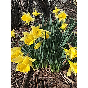 Dutch Master Daffodils (25 Bulbs) - Yellow Daffodil Narcissus Bulbs