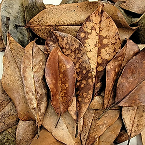 Magnolia Leaf Litter, 30-35 Premium Whole Natural Organic Hand Picked Leaves for Bioactive Enclosures, Reptiles, Amphibians
