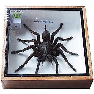 Real Giant Bird Eating Eurypeima Spincrus Tarantula Spider Animals Taxidermy in Frame