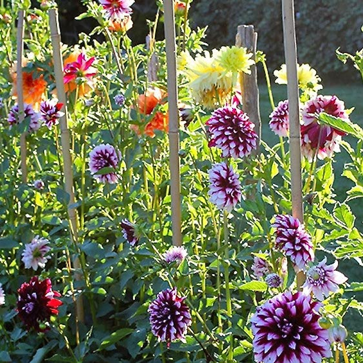 Dahlia Tubers (Dinnerplate) - Mystery Day - Bag of 2, White